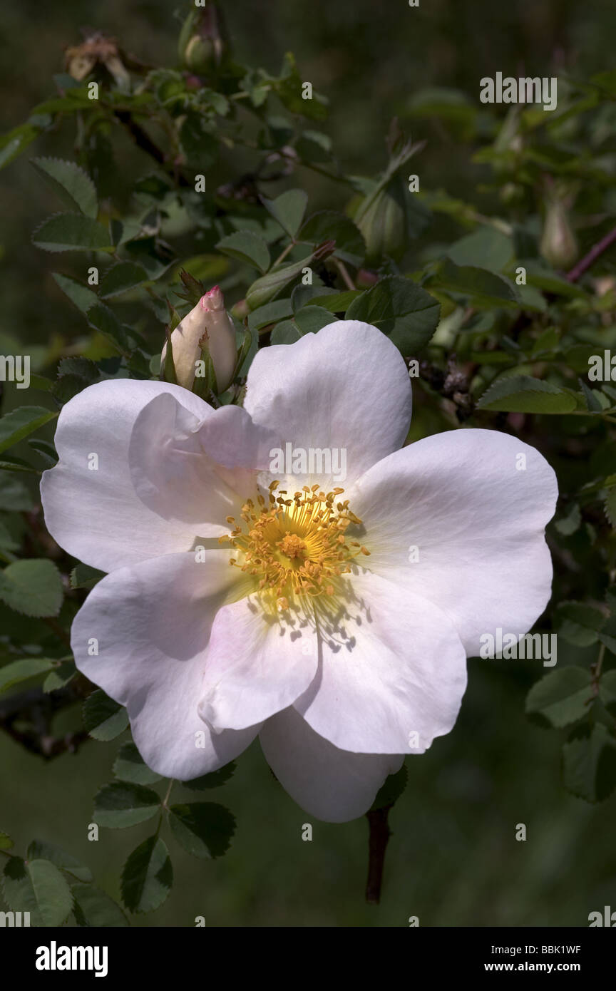 Modern shrub rose hi-res stock photography and images - Alamy