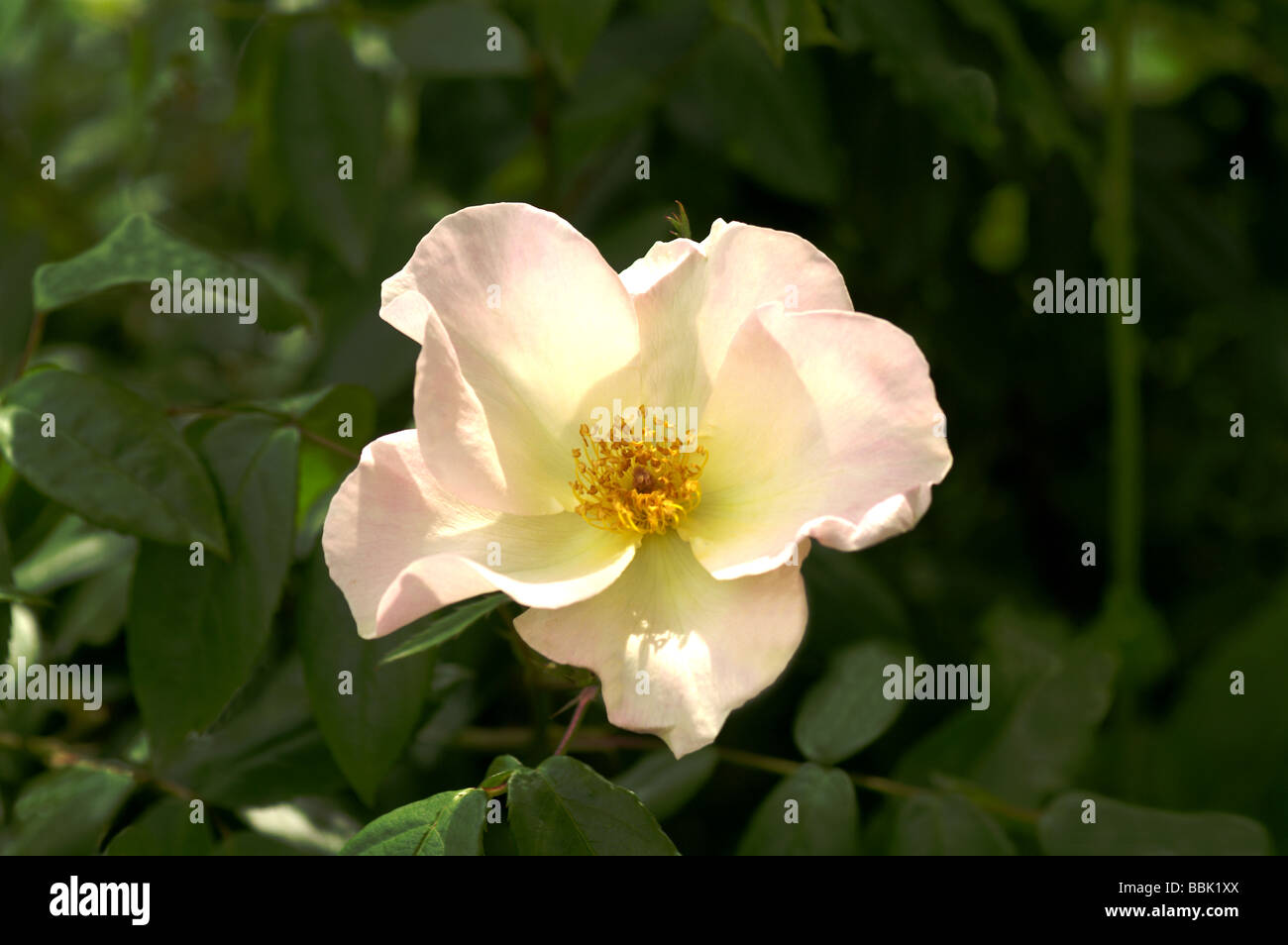 Rosa;Shrub Rose;'Sally Holmes';By R.A.Holmes in 1976 Stock Photo - Alamy