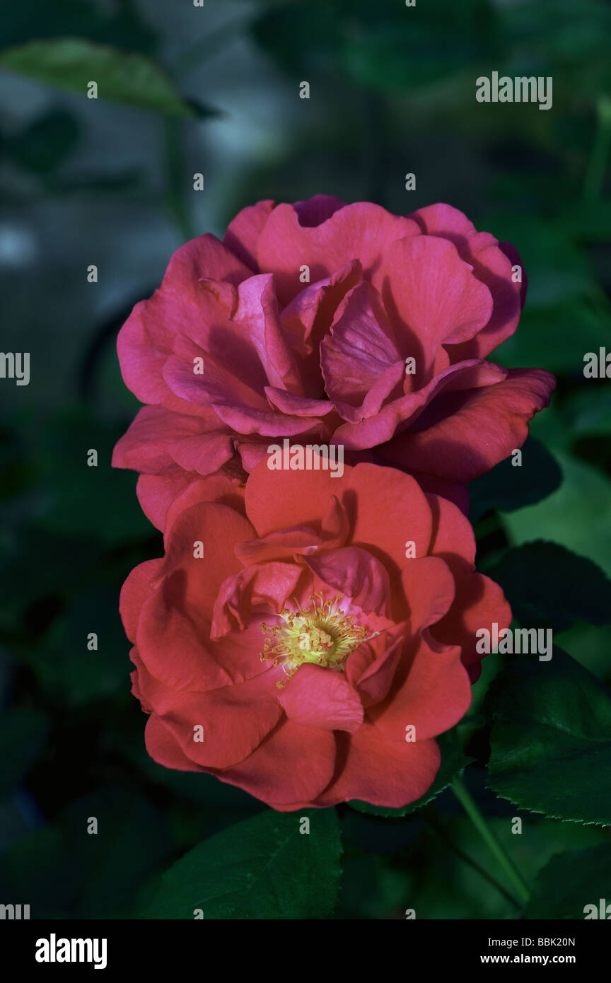 Joseph guy hi-res stock photography and images - Alamy