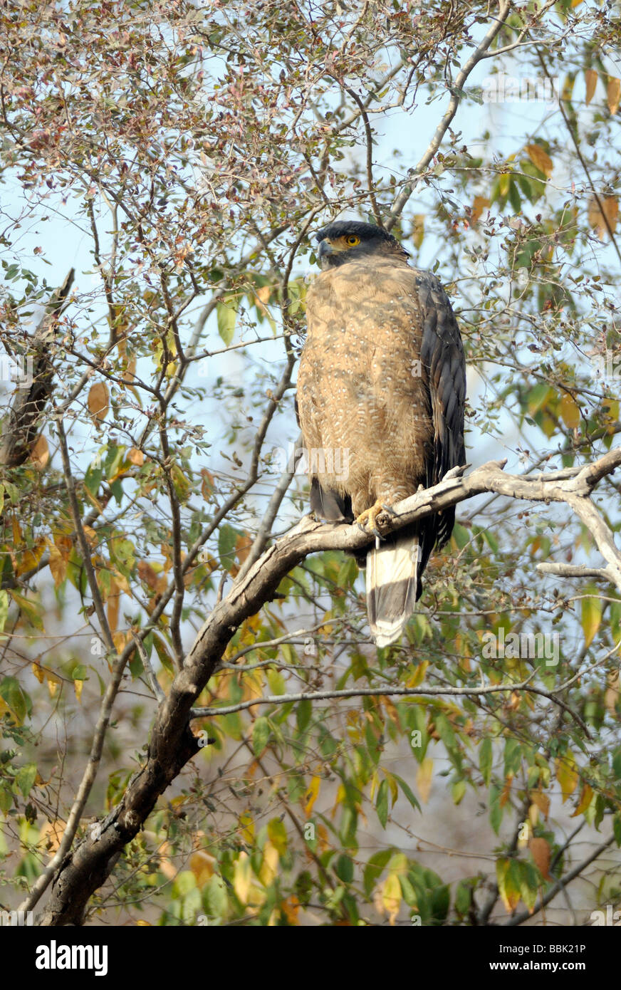 Spilornis cheela bird hi-res stock photography and images - Alamy