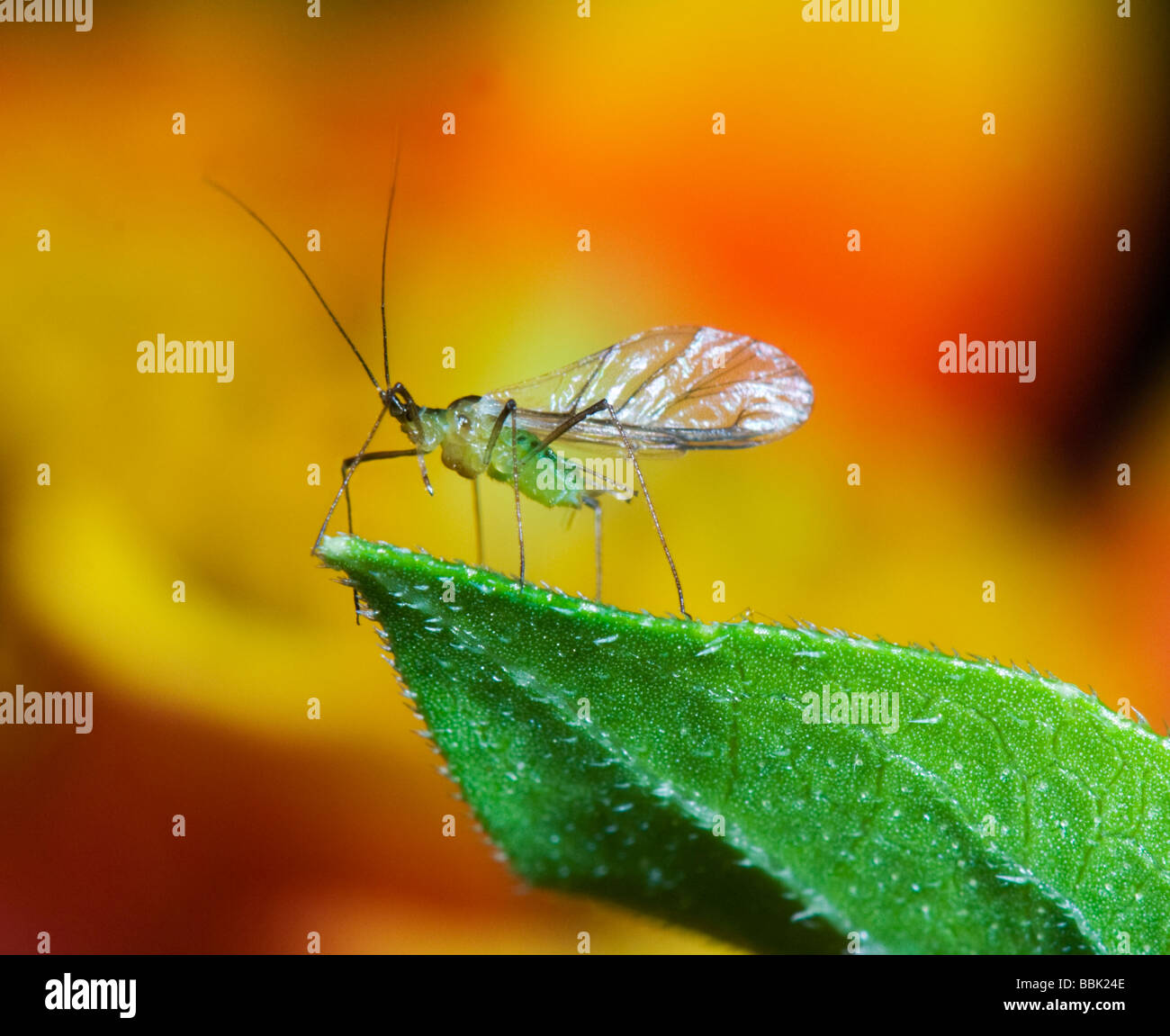 Aphid close up hi-res stock photography and images - Alamy