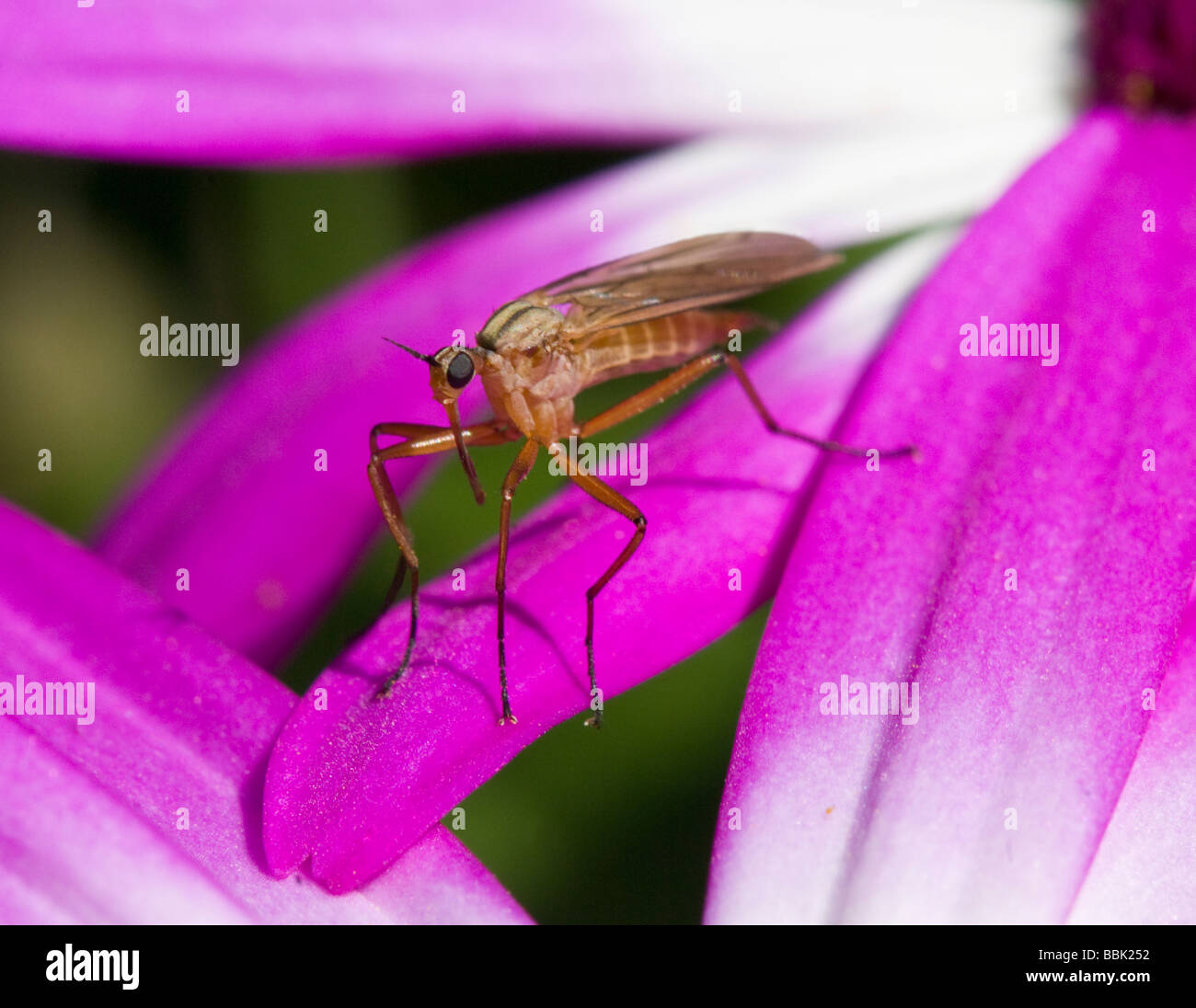 Dance Fly (Empis Xanthempis) digramma (Empididae) on Senetti Pericallis ...