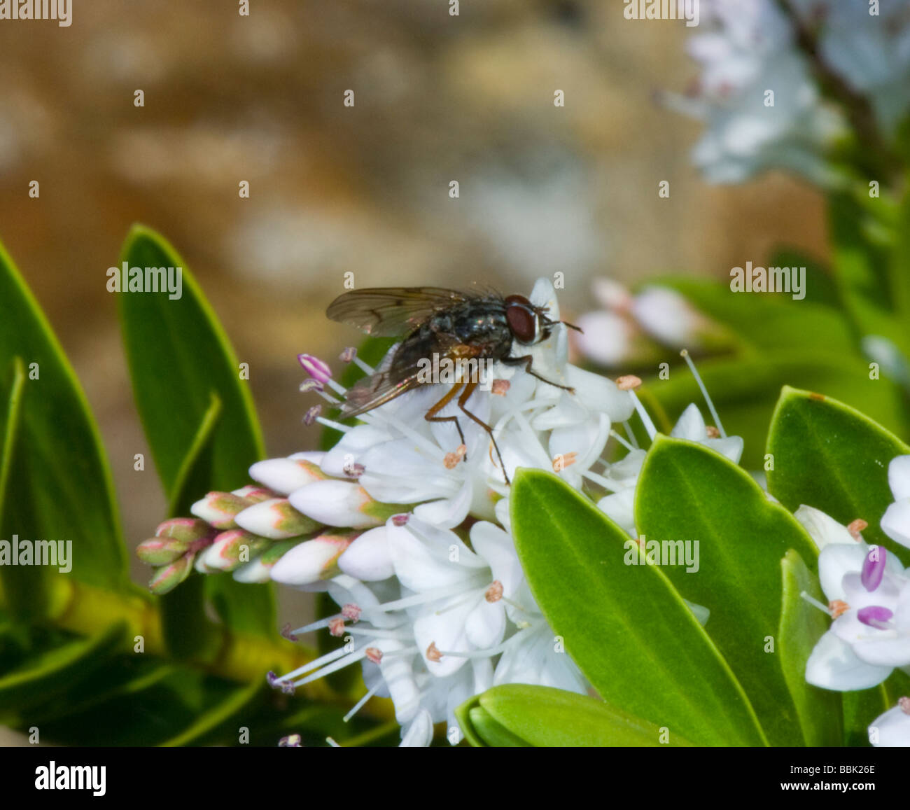 Insects of the uk hi-res stock photography and images - Alamy