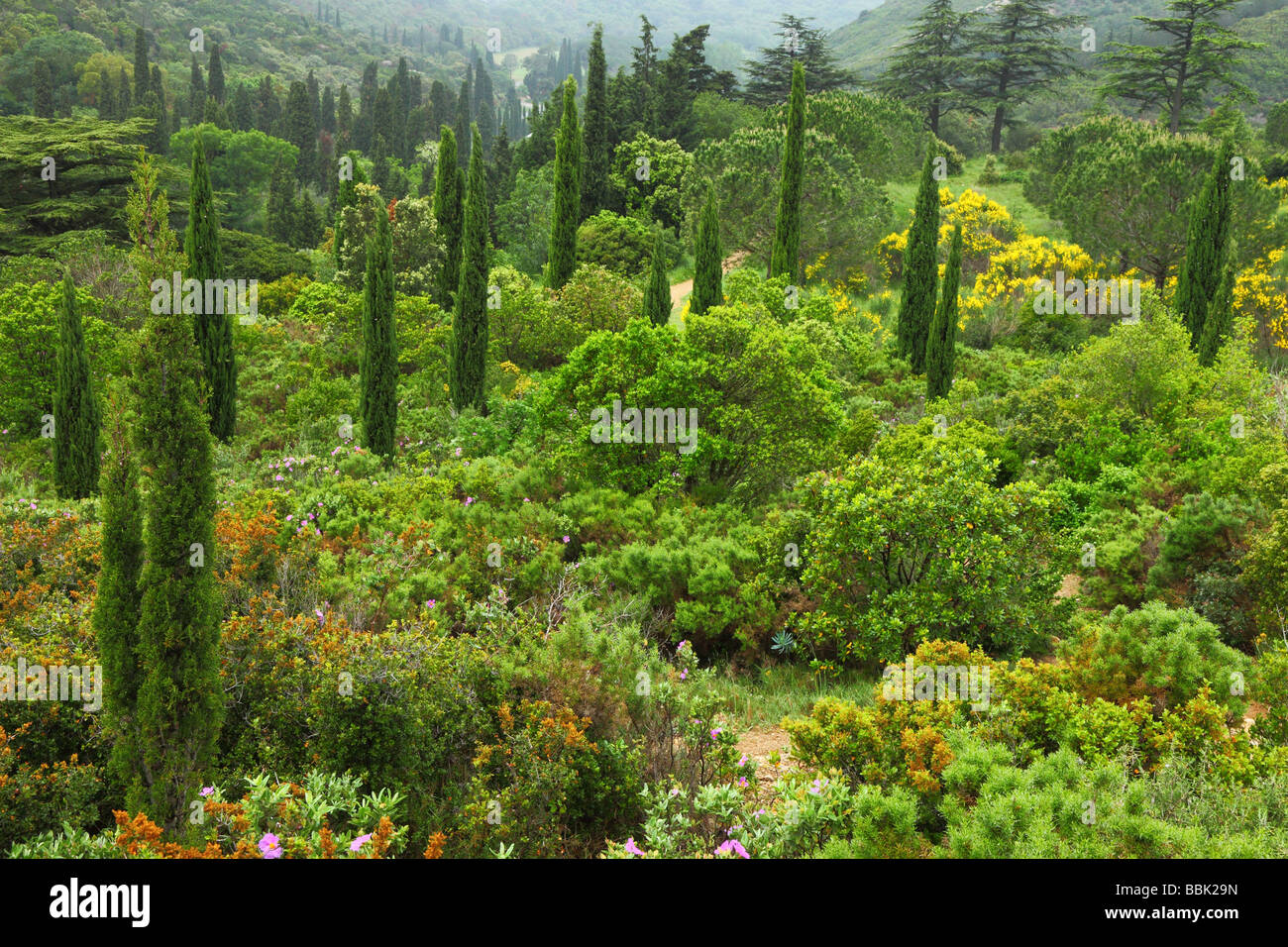 Mediterranean Forest High Resolution Stock Photography and Images - Alamy