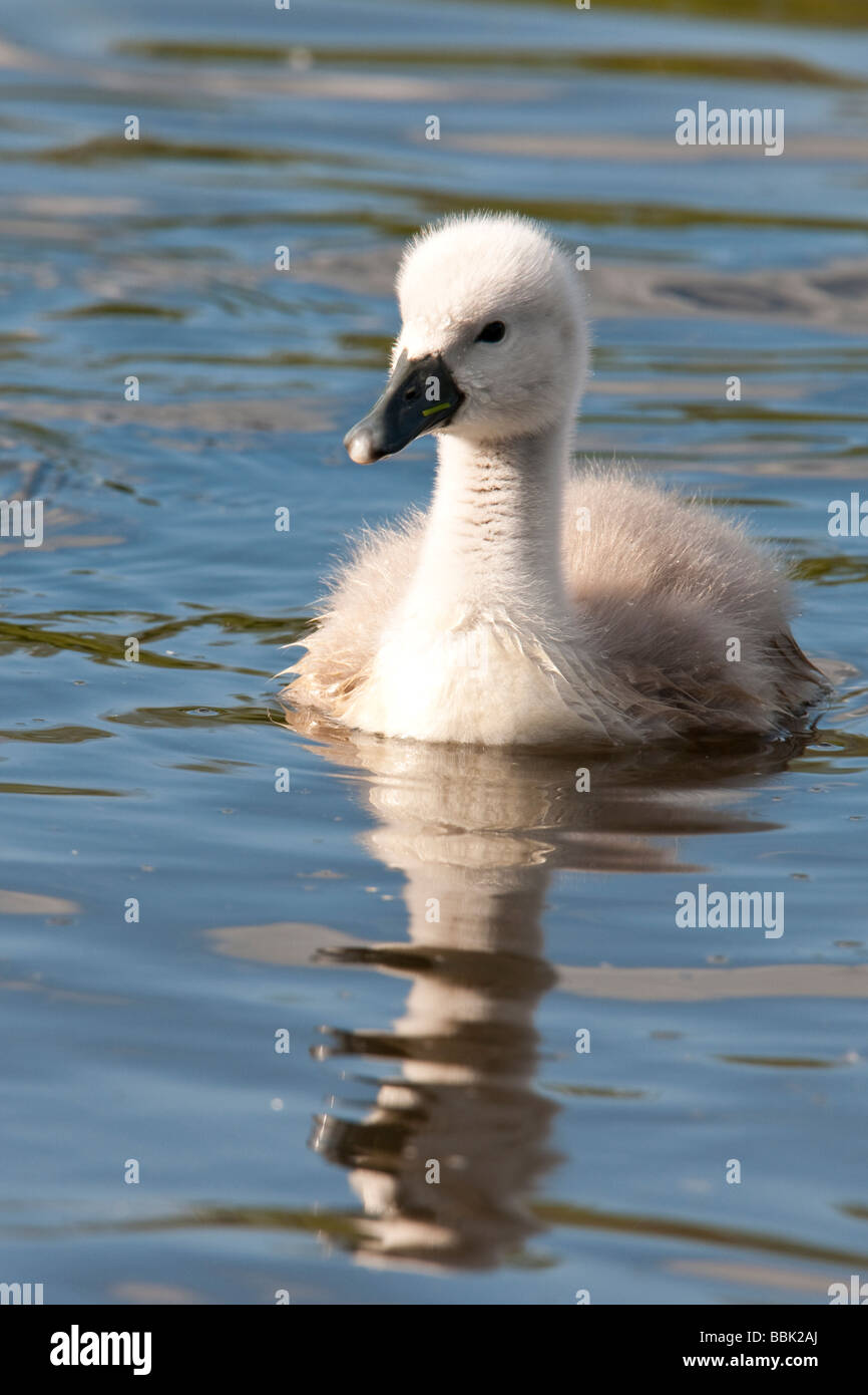 A mute cygnet paddling on a lake Stock Photo - Alamy