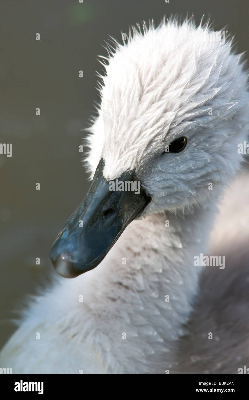 Cygnet close up hi-res stock photography and images - Alamy
