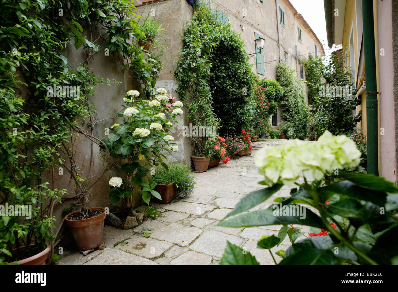 A narrow alley full of flowers in ancient town of Marciana, Elba island ...