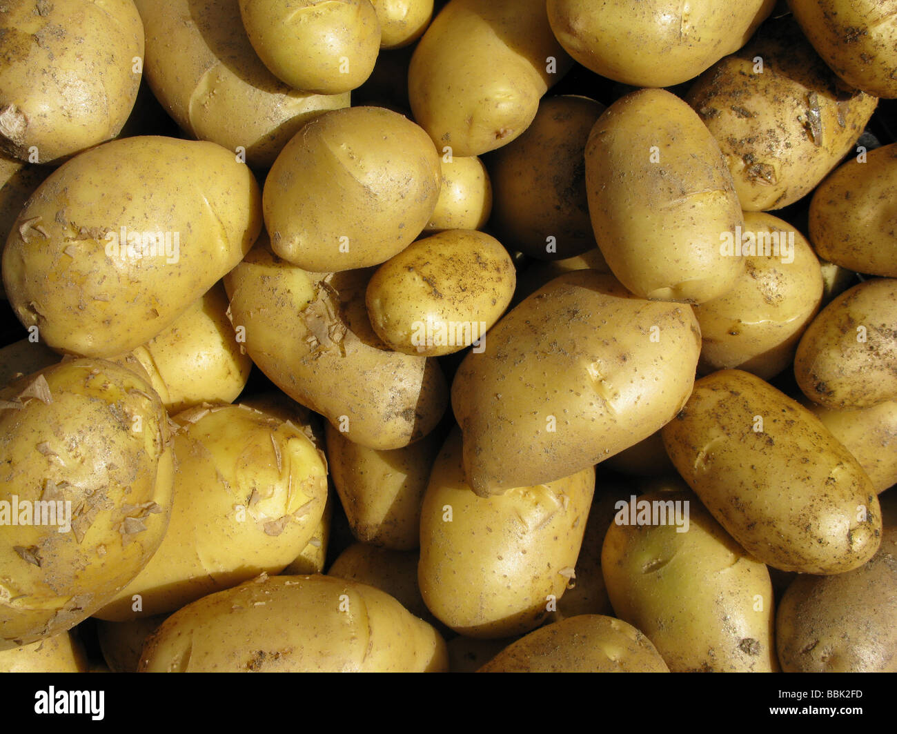 New potatoes in sunlight Stock Photo - Alamy