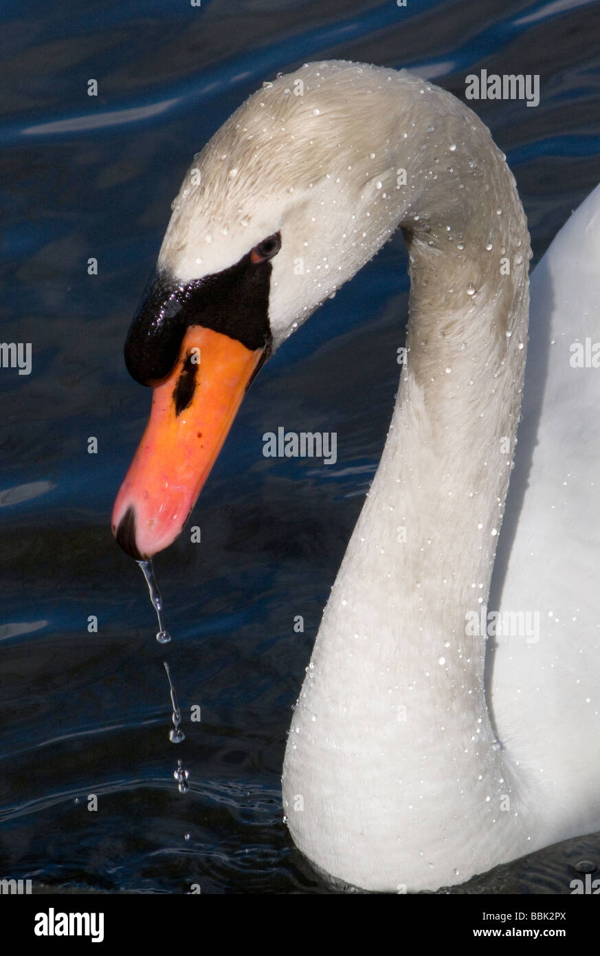 Annoyed swan with water running down its beak Stock Photo - Alamy