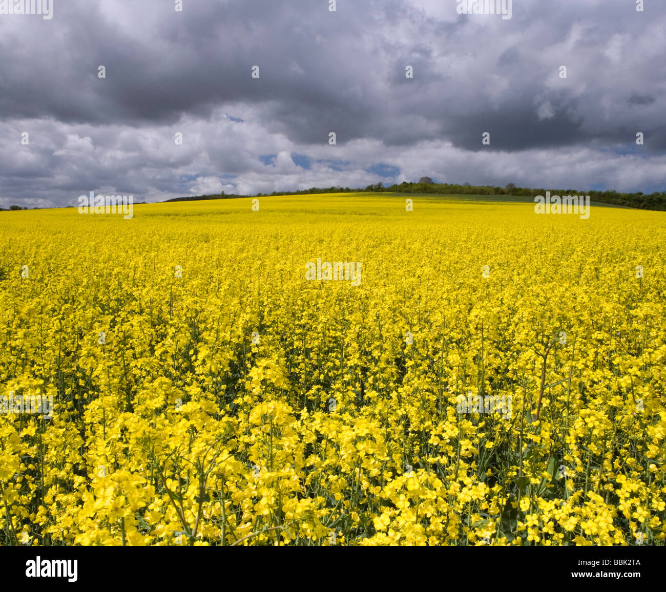 Dark clouds over a Yellow rapeseed field in kent, UK Stock Photo - Alamy