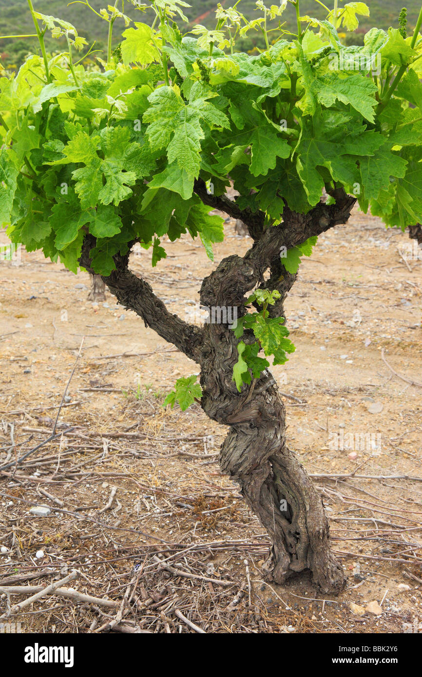 Old gnarled vine grape young hi-res stock photography and images - Alamy