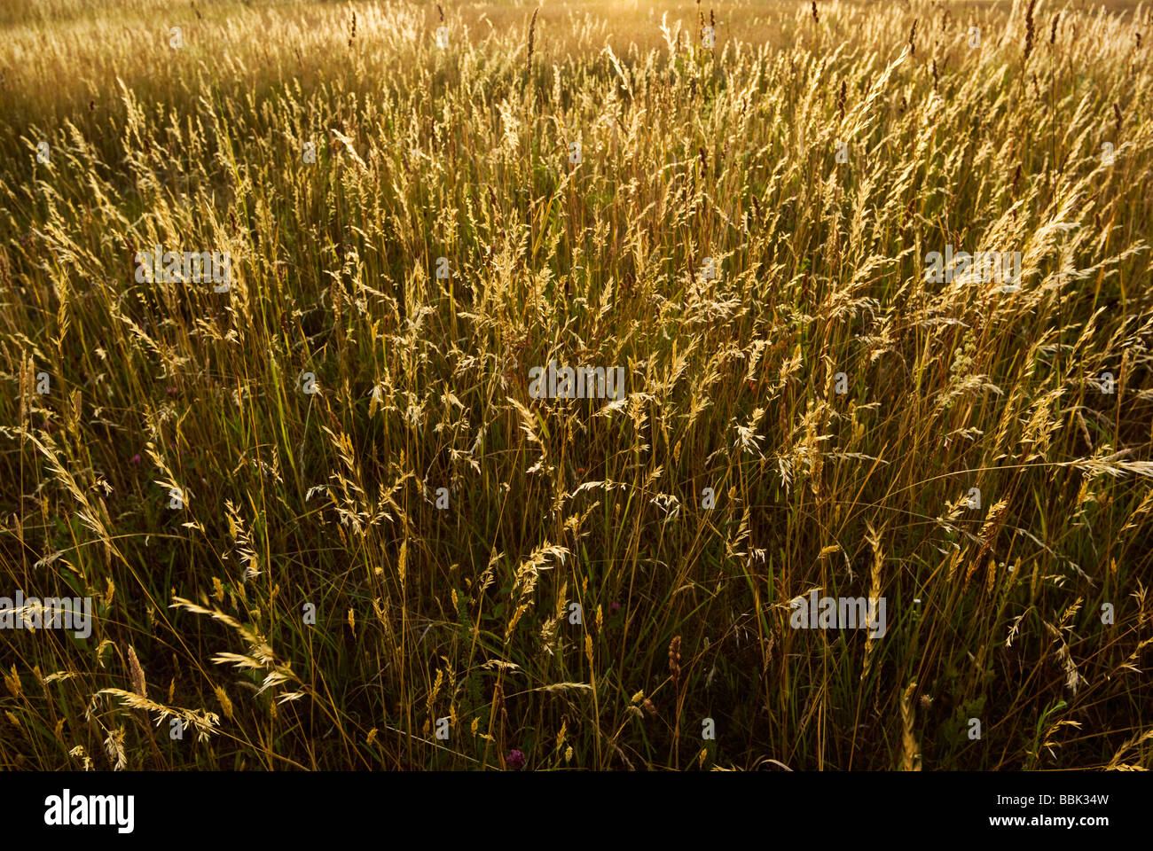 Meadow land backlit stalks of grass, aRGB Stock Photo - Alamy