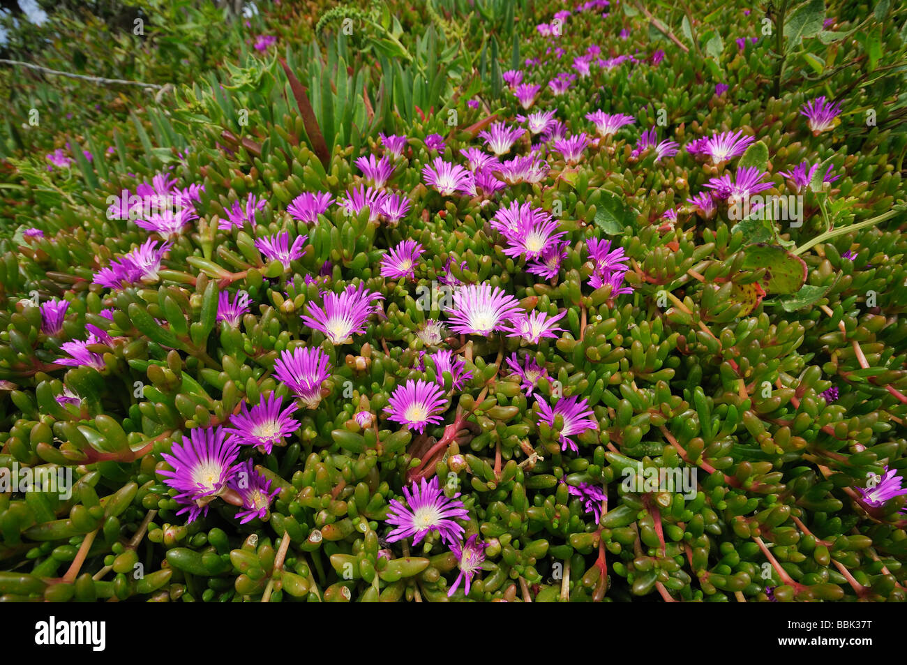 Purple Dewplant Disphyma crassifolium Growing over cliffs on The Lizard ...