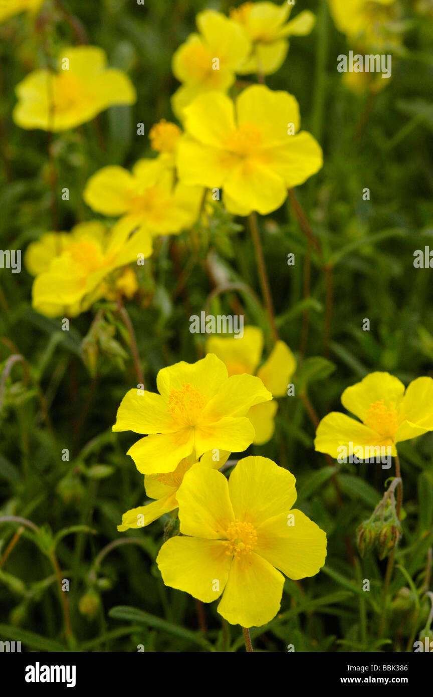Common Rock Rose Helianthemum nummularium Stock Photo - Alamy
