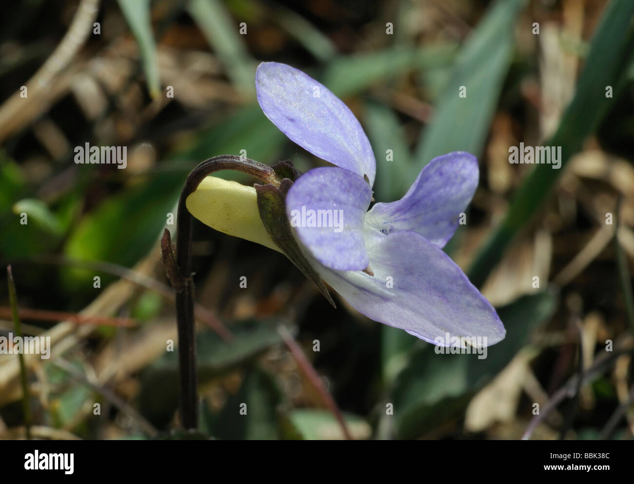 Pale Dog violet Viola lactea Stock Photo - Alamy