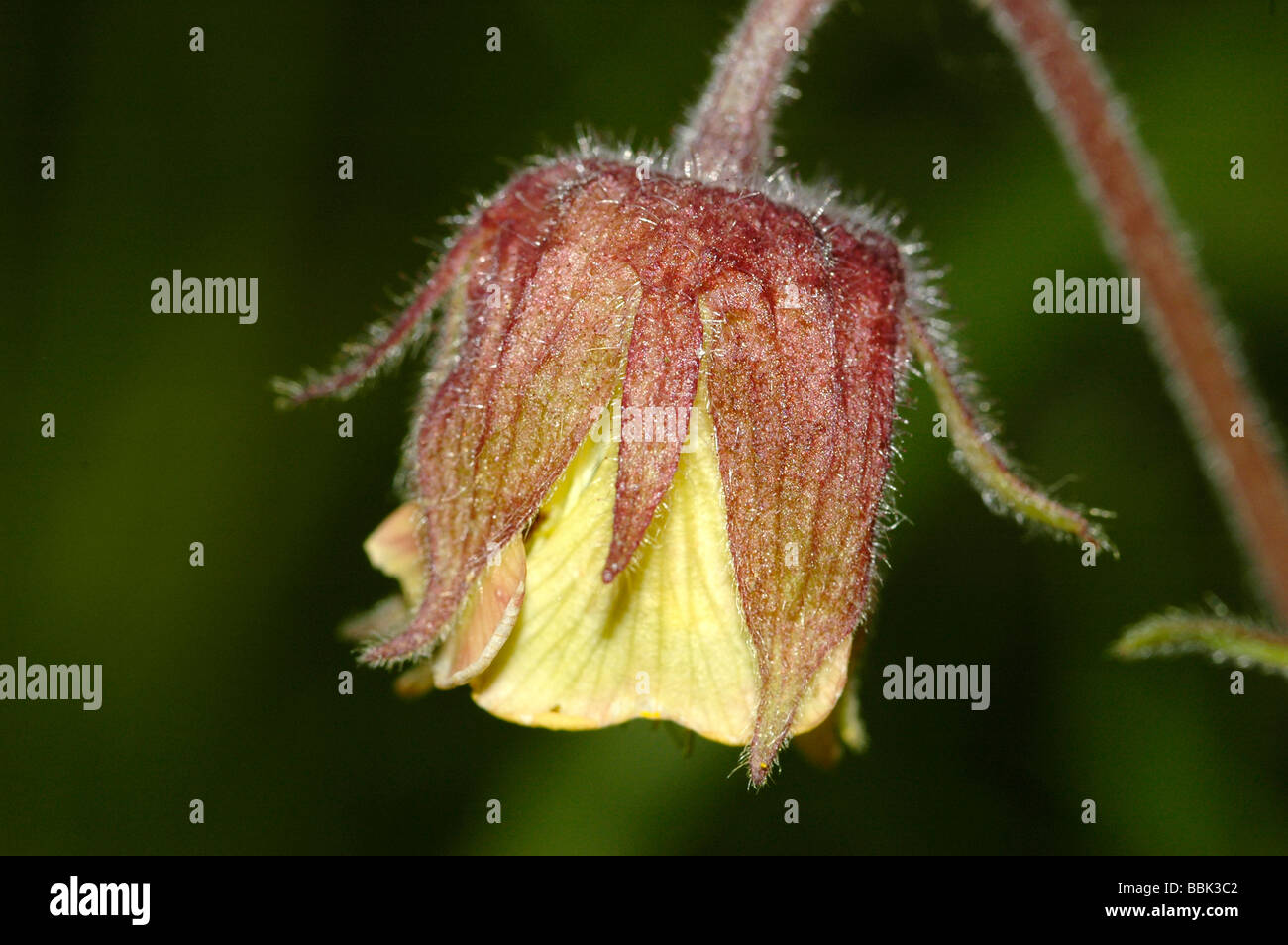 Purple aven flower hi-res stock photography and images - Alamy
