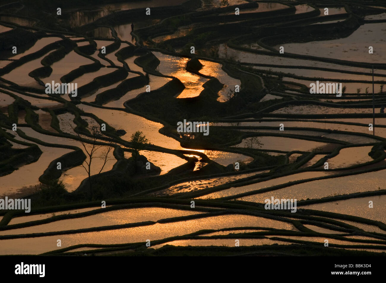 the Longshuba rice terraces at sunset at Yuanyang in Yunnan China Stock ...
