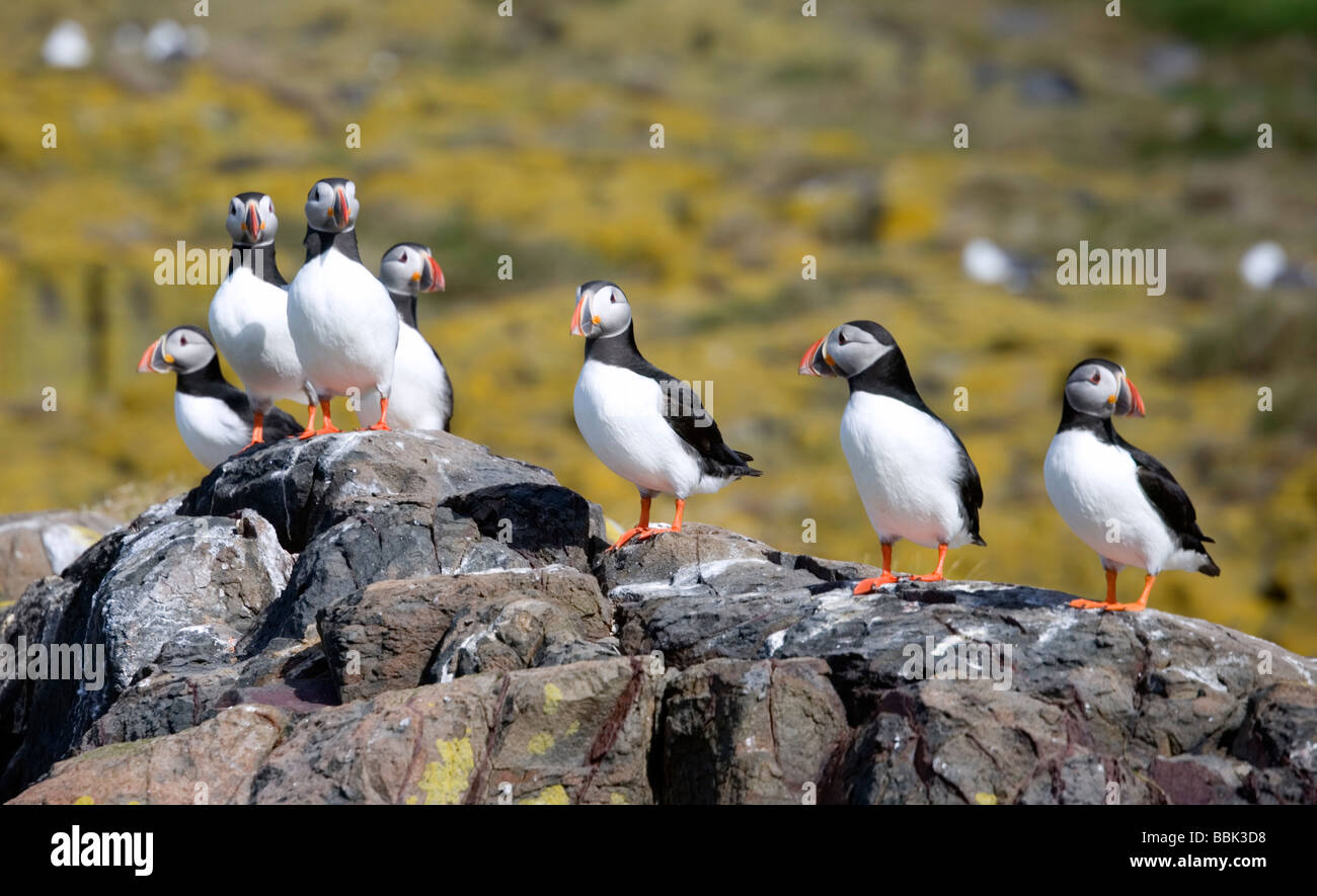 Group of Puffins (Fratercula arctica) in Scotland Stock Photo - Alamy
