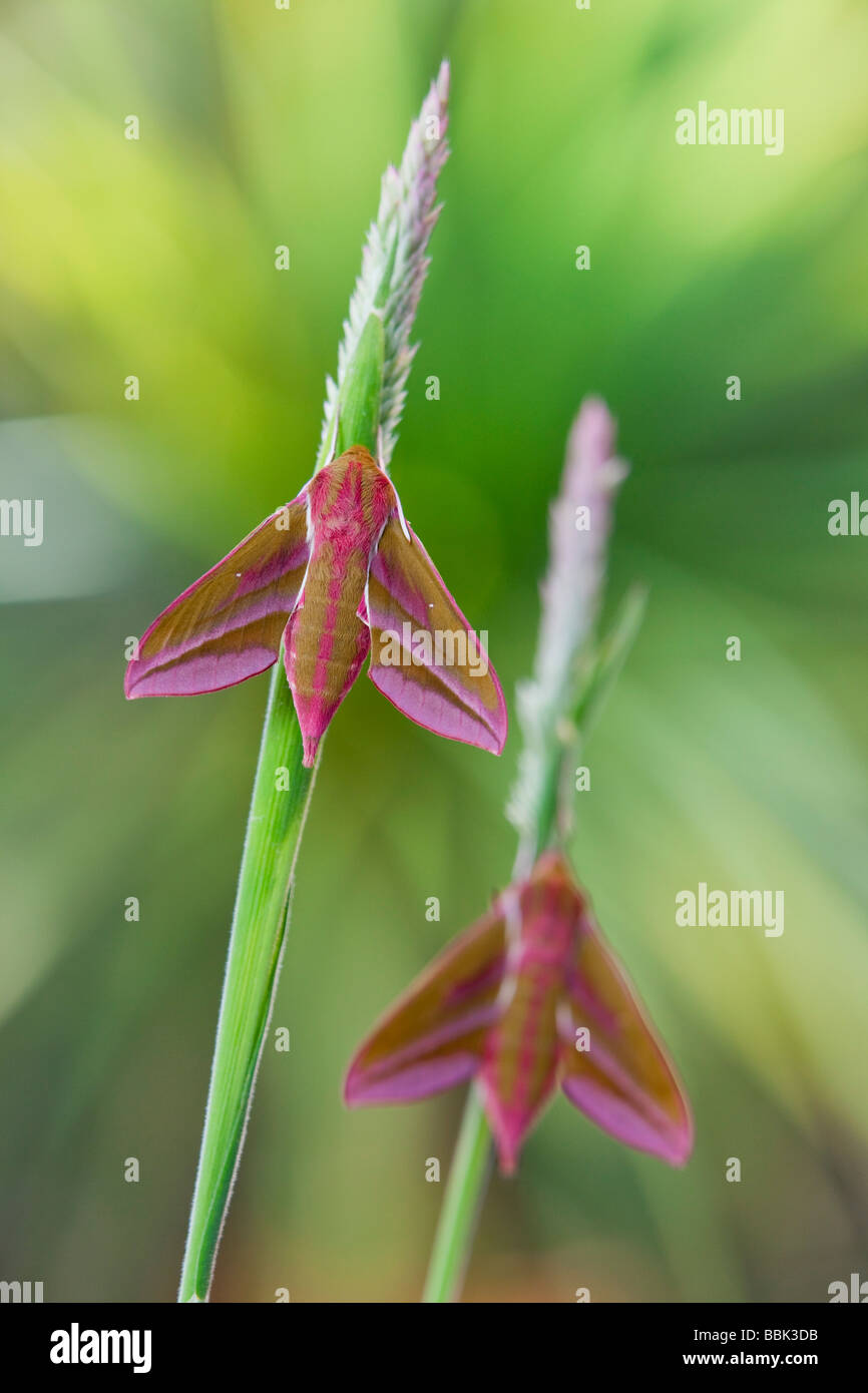 Elephant Hawk Moth (Deilephila elpenor Stock Photo - Alamy