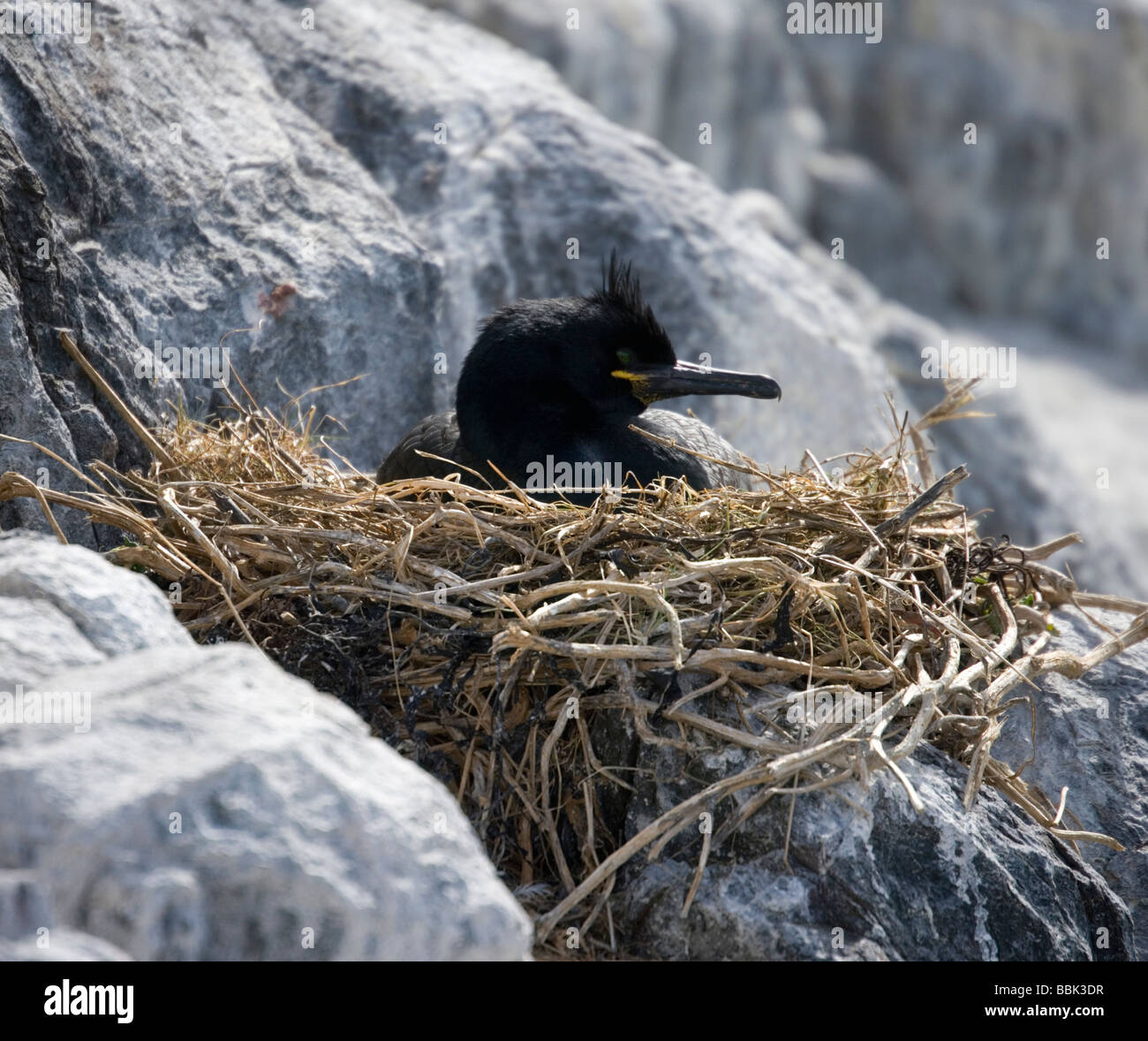 Uk european shag hi-res stock photography and images - Alamy