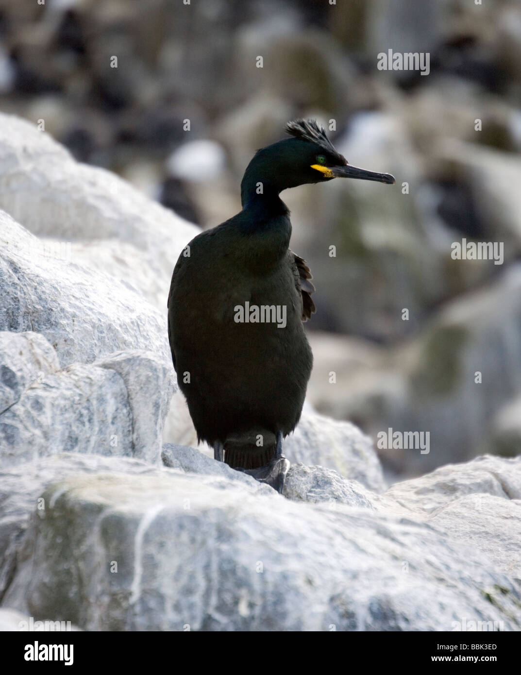 Uk european shag hi-res stock photography and images - Alamy