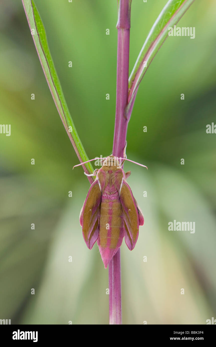 Moth pupae life cycle hi-res stock photography and images - Alamy