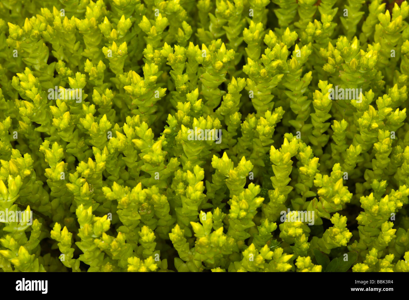 Stonecrop yellow hi-res stock photography and images - Alamy