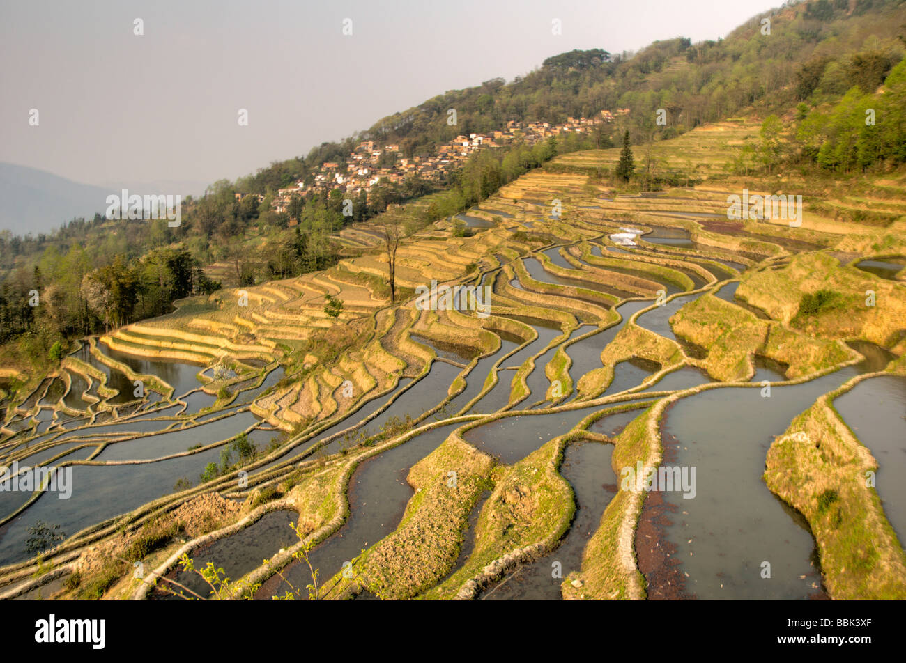 the beautiful rice terraces of Yuanyang in Yunnan China Stock Photo - Alamy