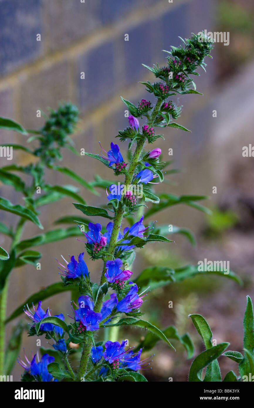 Vipers bugloss weeds hi-res stock photography and images - Alamy