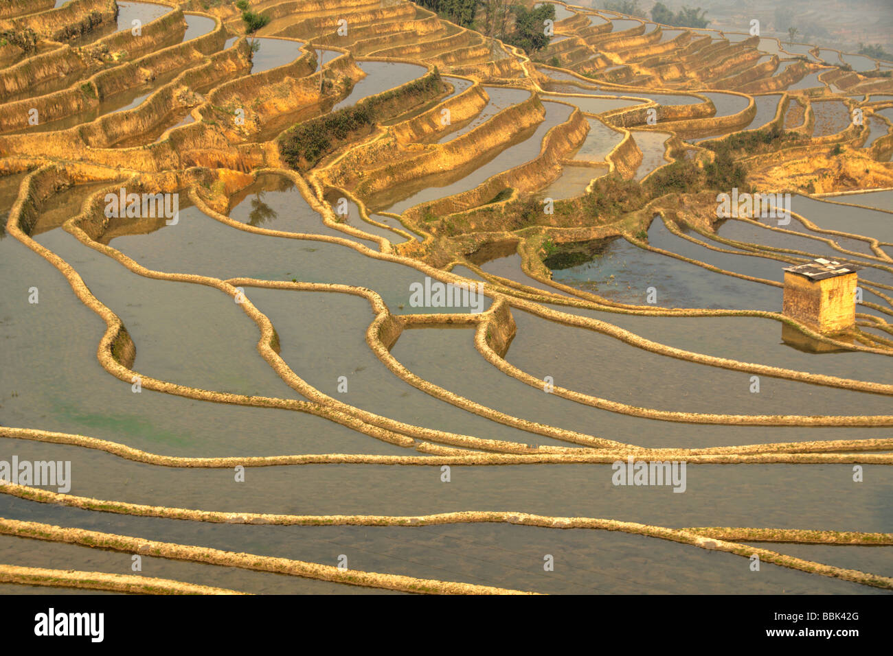 the beautiful rice terraces of Yuanyang in Yunnan China Stock Photo - Alamy