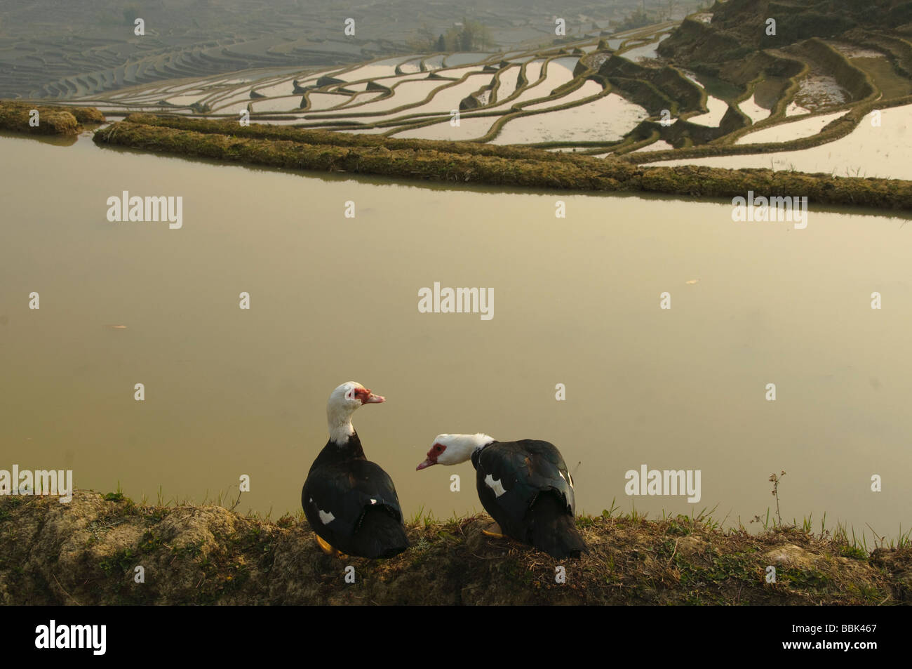 ducks on the edge of the rice terraces at Yuanyang in Yunnan China ...