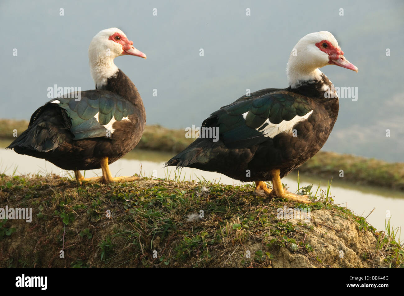 ducks on the edge of the rice terraces at Yuanyang in Yunnan China ...