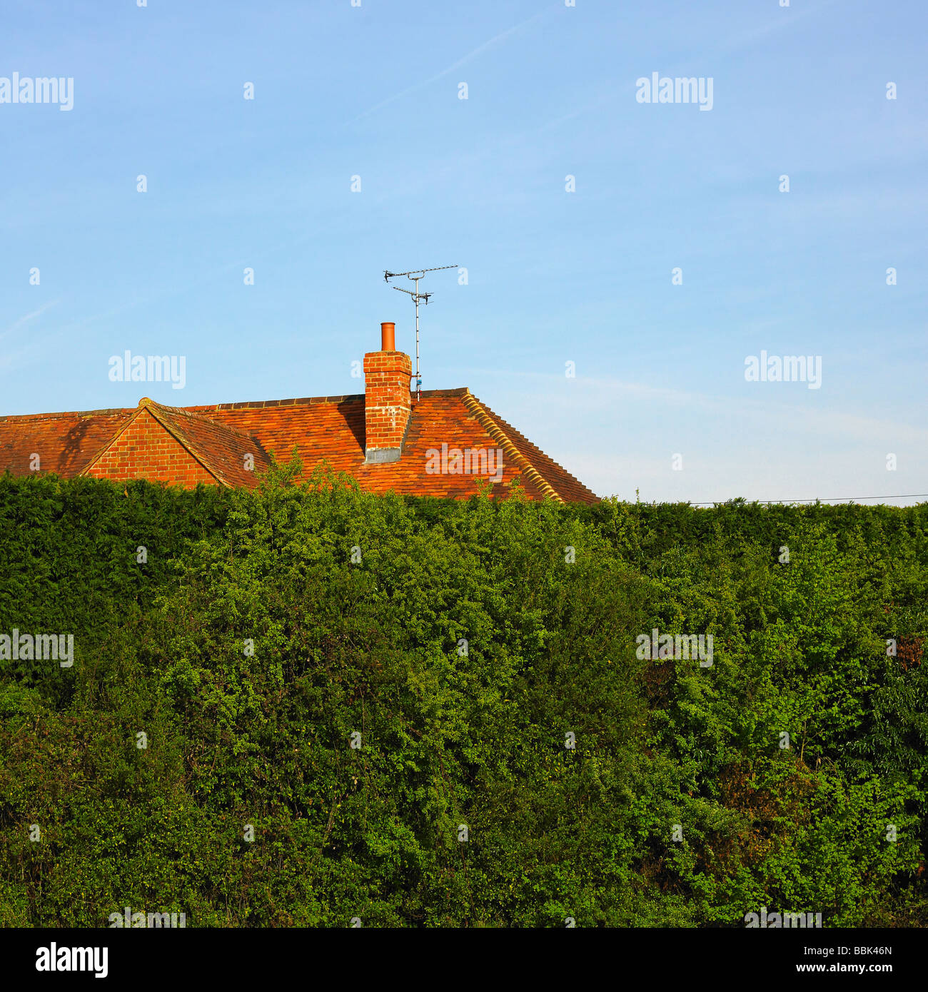 Leylandii hedge hi-res stock photography and images - Alamy