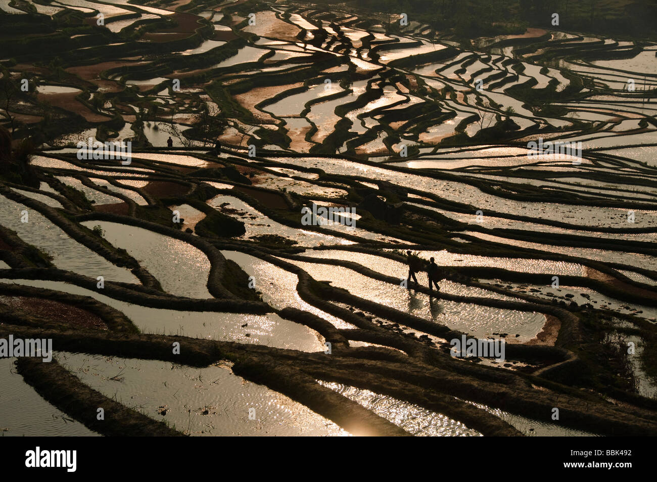 the Longshuba rice terraces at sunset at Yuanyang in Yunnan China Stock ...