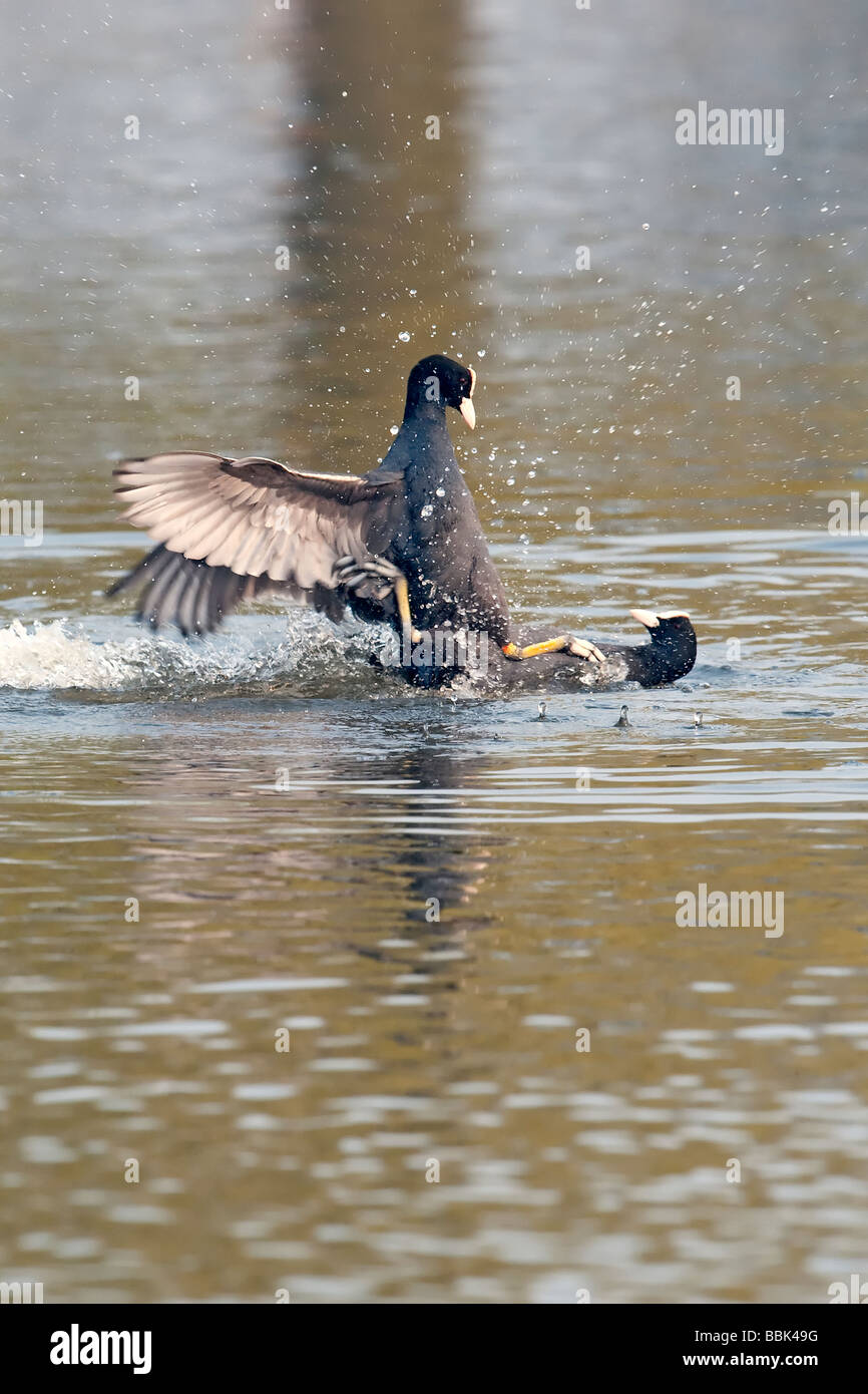 Coots Fighting With Their Feet High Resolution Stock Photography and ...