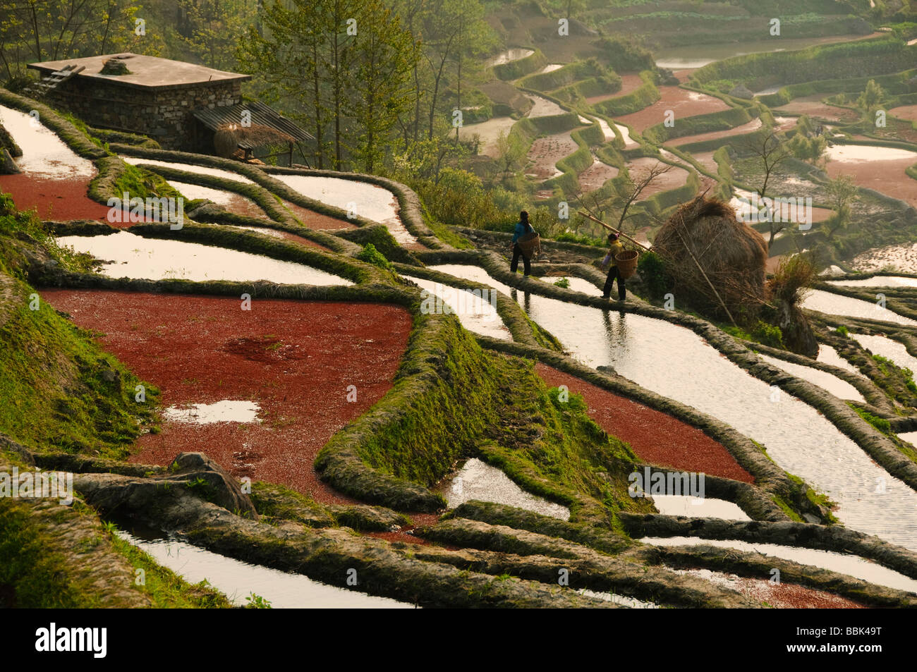 the beautiful rice terraces of Yuanyang in Yunnan China Stock Photo - Alamy