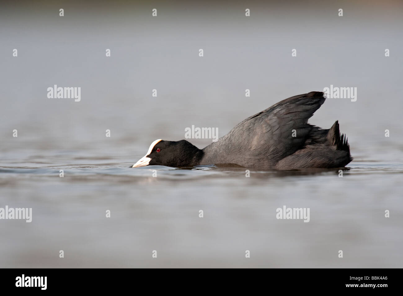 Coot rail hi-res stock photography and images - Alamy