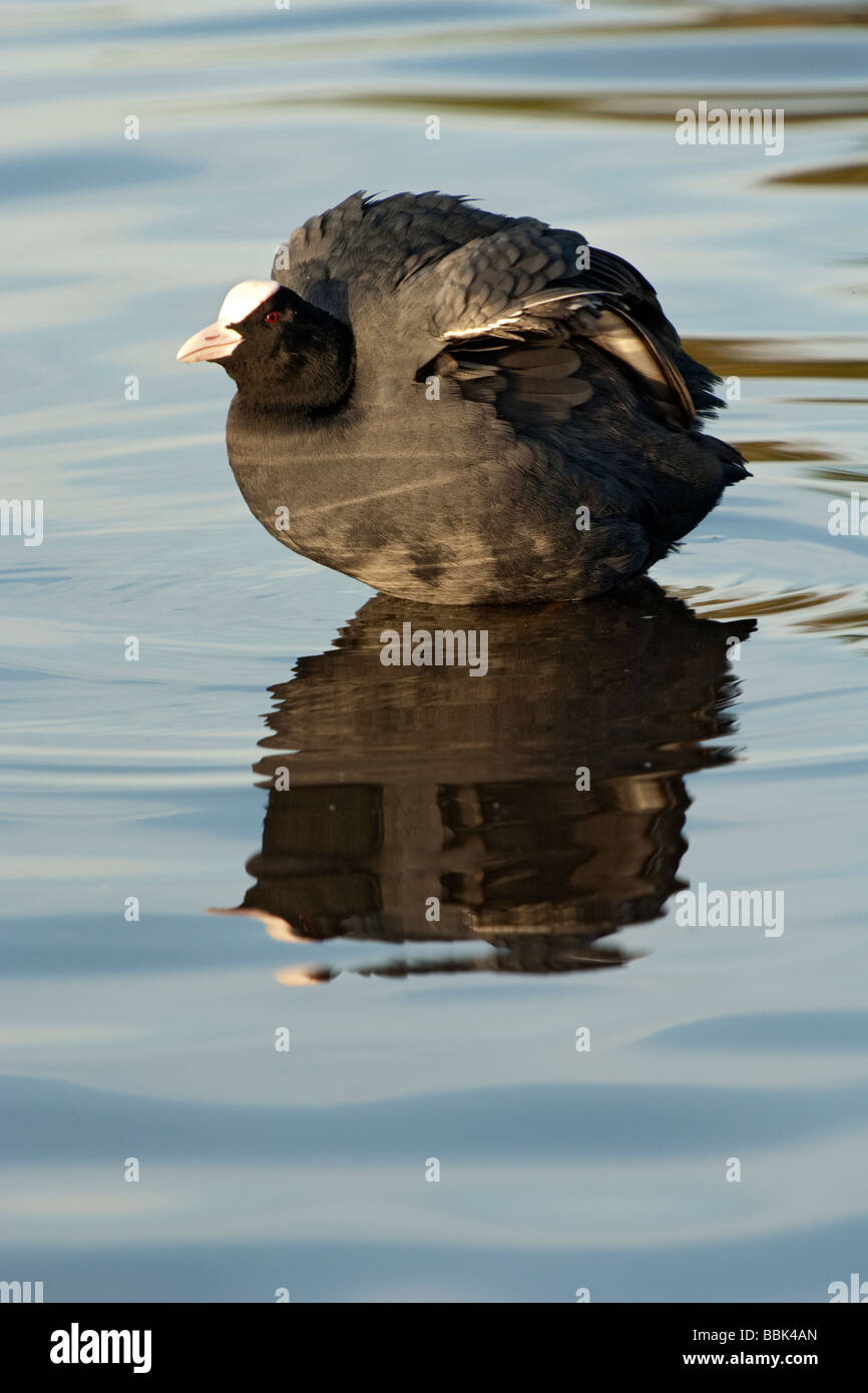 Coot rail hi-res stock photography and images - Alamy