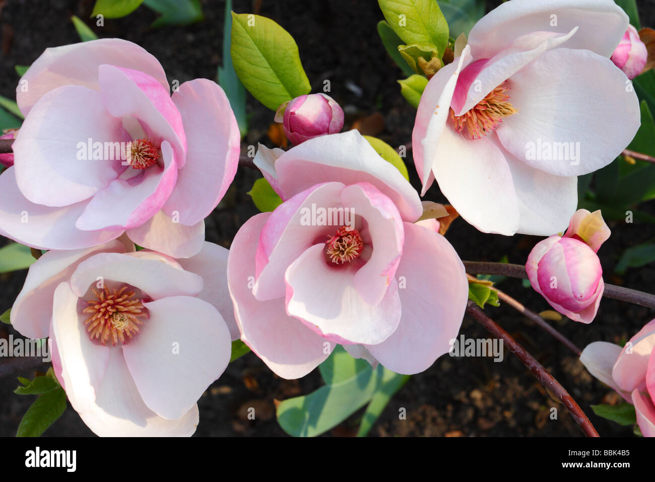 Magnolia pink flowers close up Magnolia soulangiana lennei Stock Photo ...