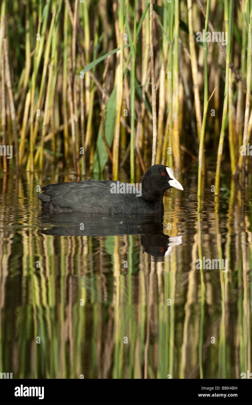 Coot rail hi-res stock photography and images - Alamy