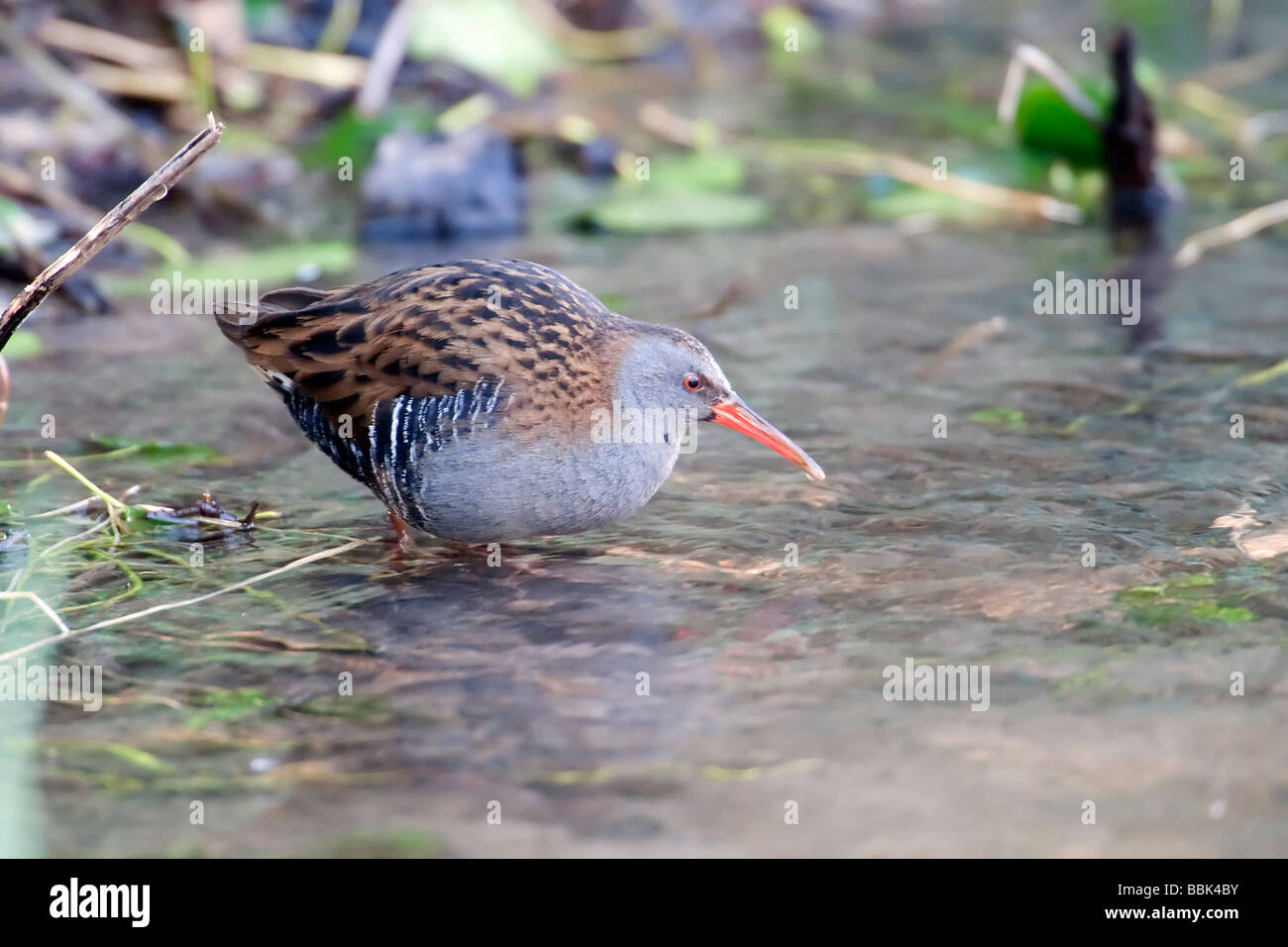 Barred flanks hi-res stock photography and images - Alamy