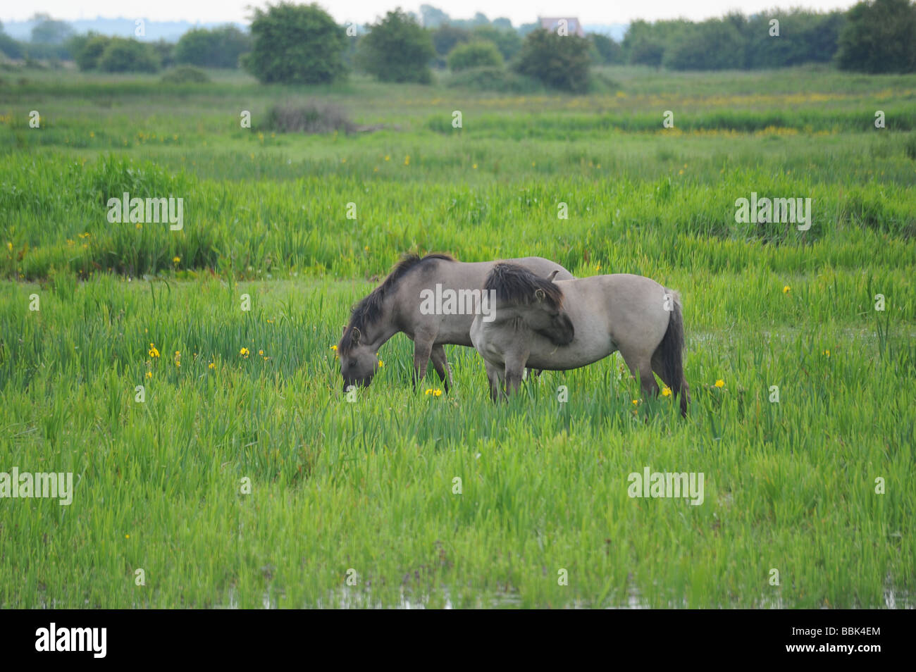Konik breed wetland horse pony animal hi-res stock photography and ...