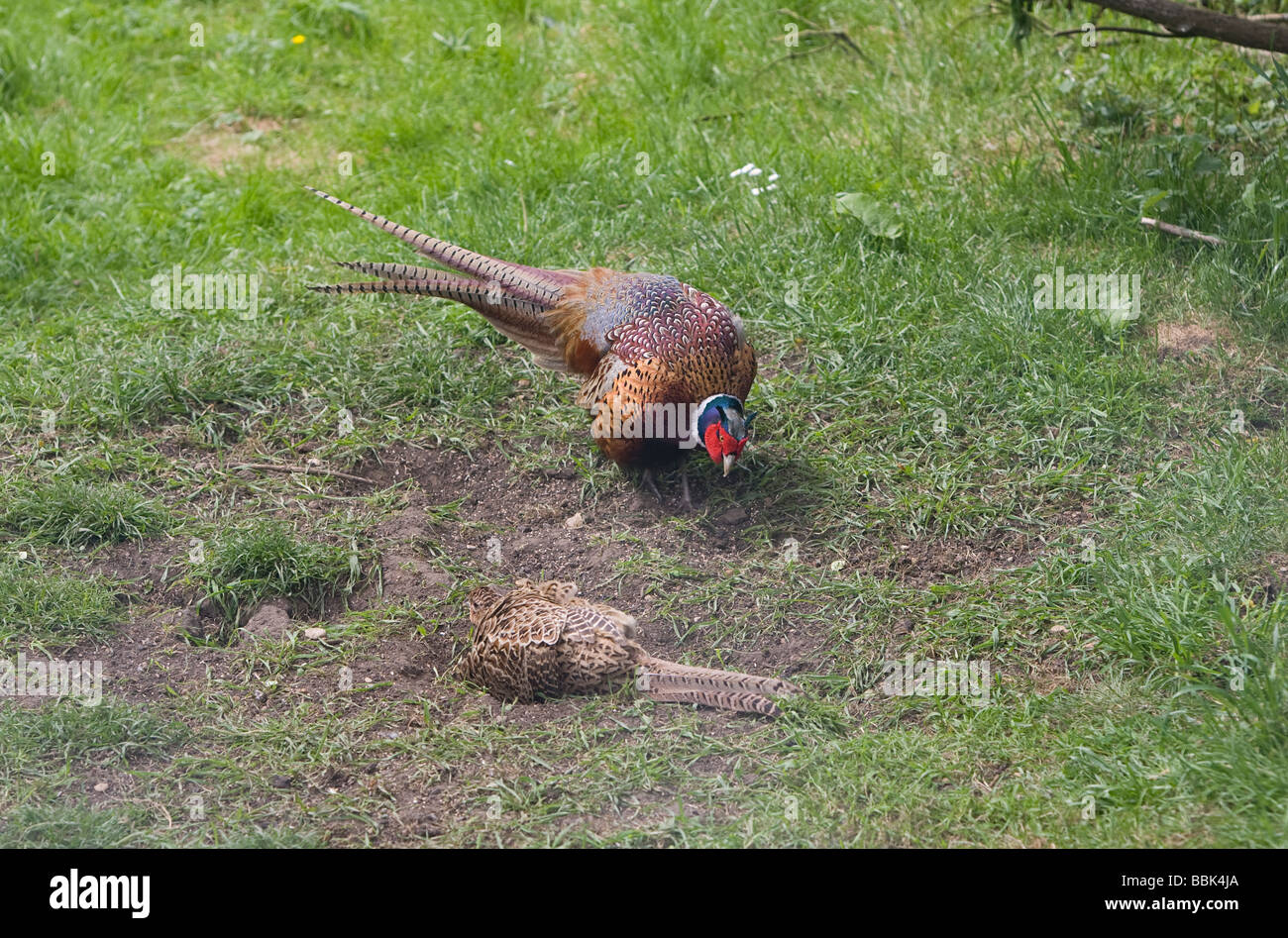 Male female pheasant mating hi-res stock photography and images - Alamy