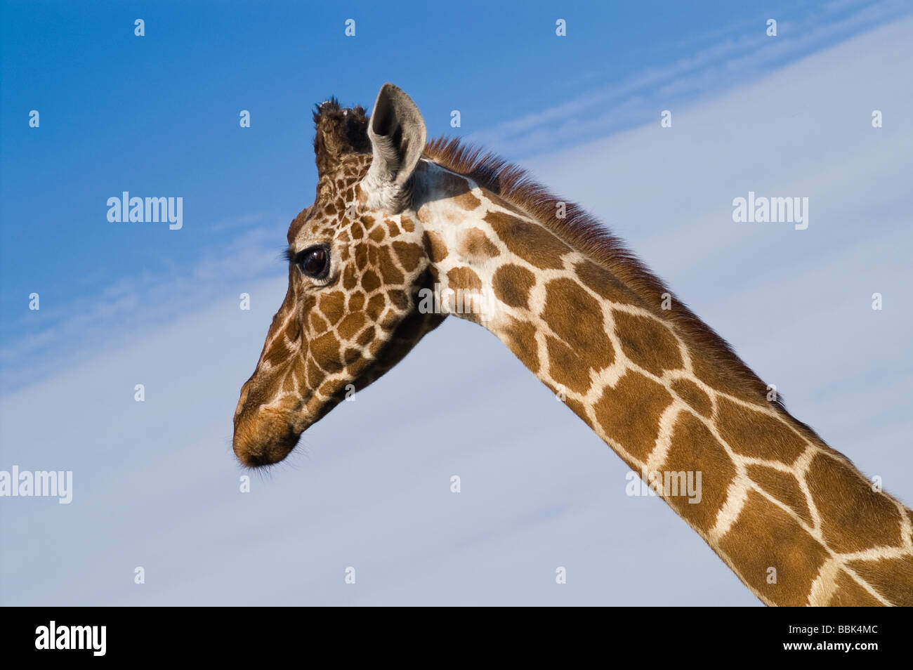 Close up of a giraffe detailing head and neck Stock Photo - Alamy