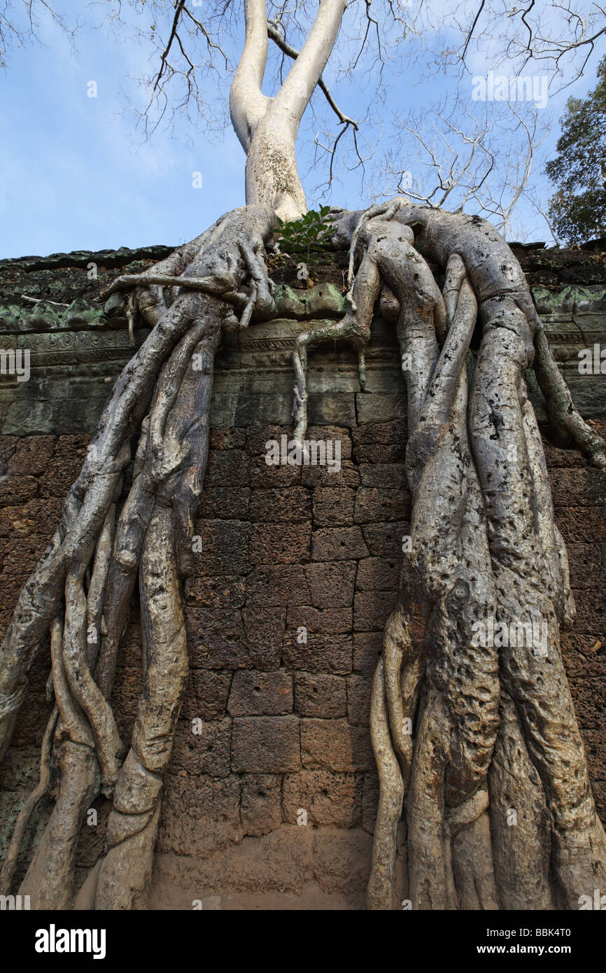 Angkor tree hi-res stock photography and images - Alamy