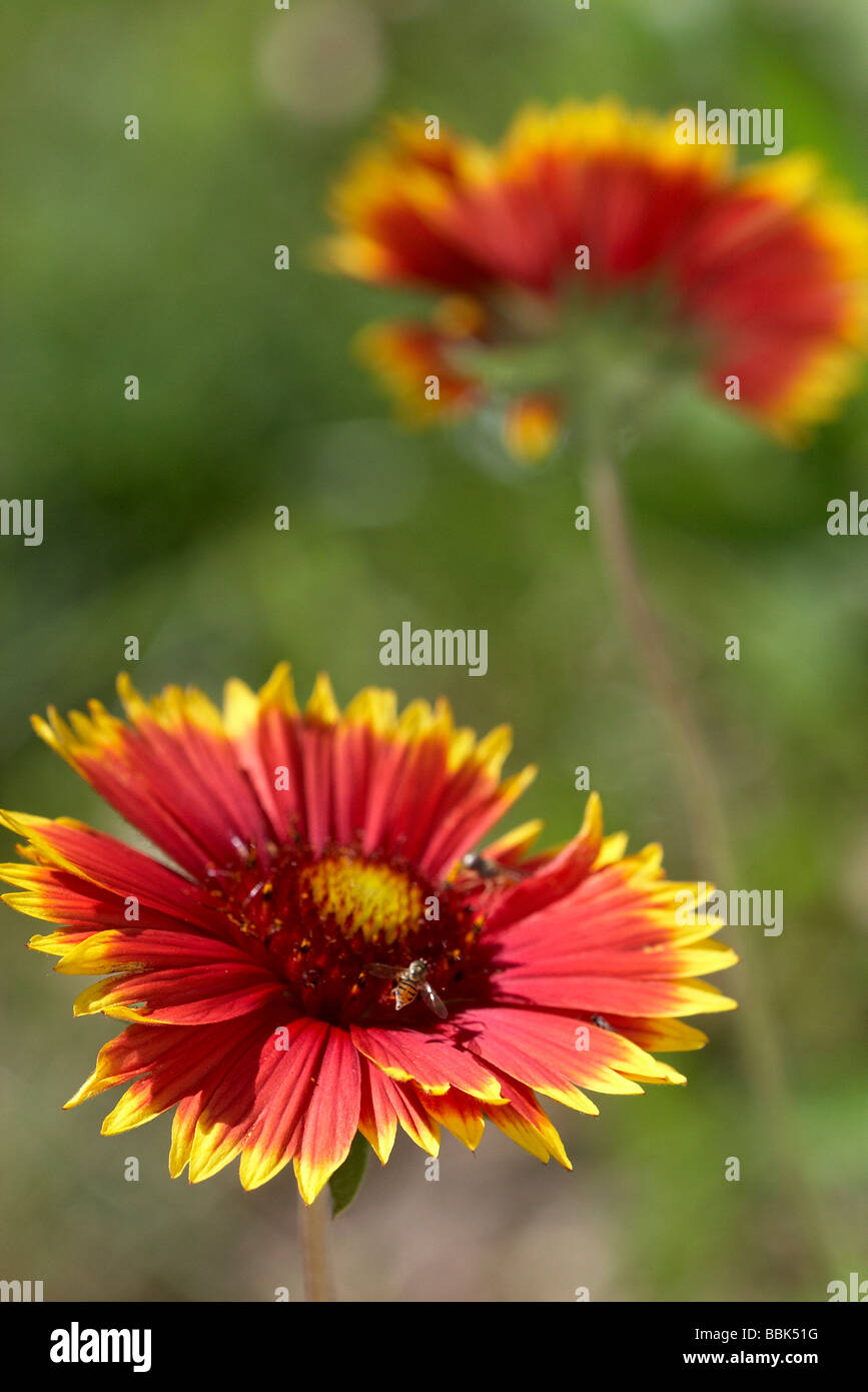 Gallardia flowers up close Stock Photo - Alamy