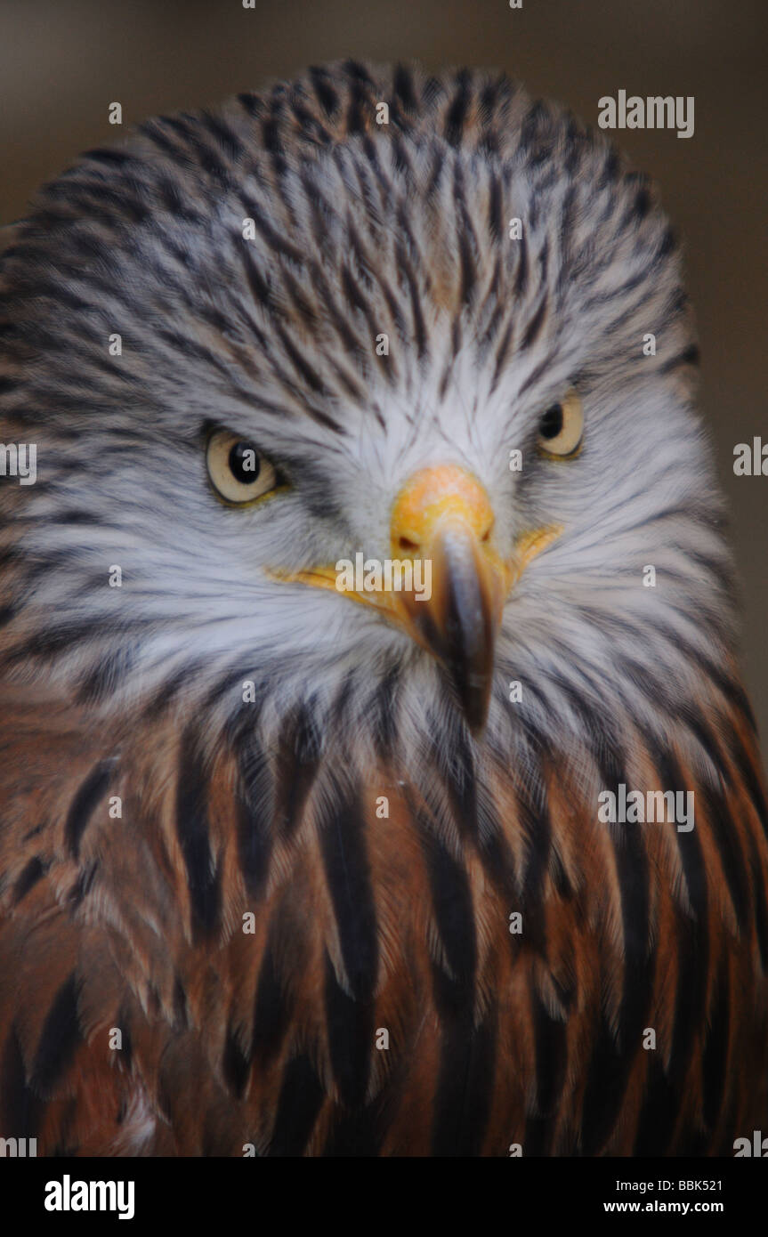 Buzzard at Stonham Barns Owl Sanctuary Stonham Aspel Suffolk England ...