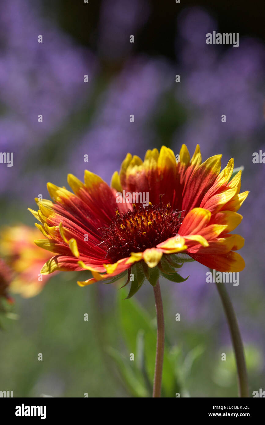 Gallardia flowers up close Stock Photo - Alamy