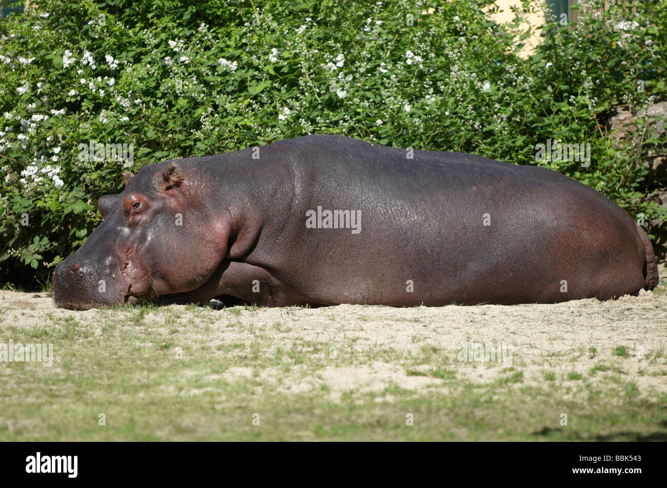 Big hippo rest in Tiergarten Vienna zoo Stock Photo - Alamy