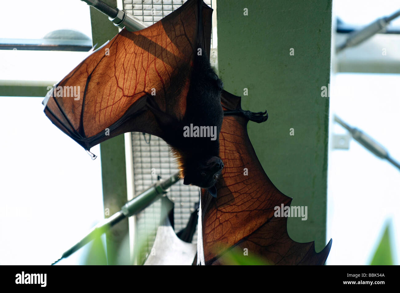 Large Flying Fox aka kalang in Tiergarten Vienna zoo Stock Photo - Alamy